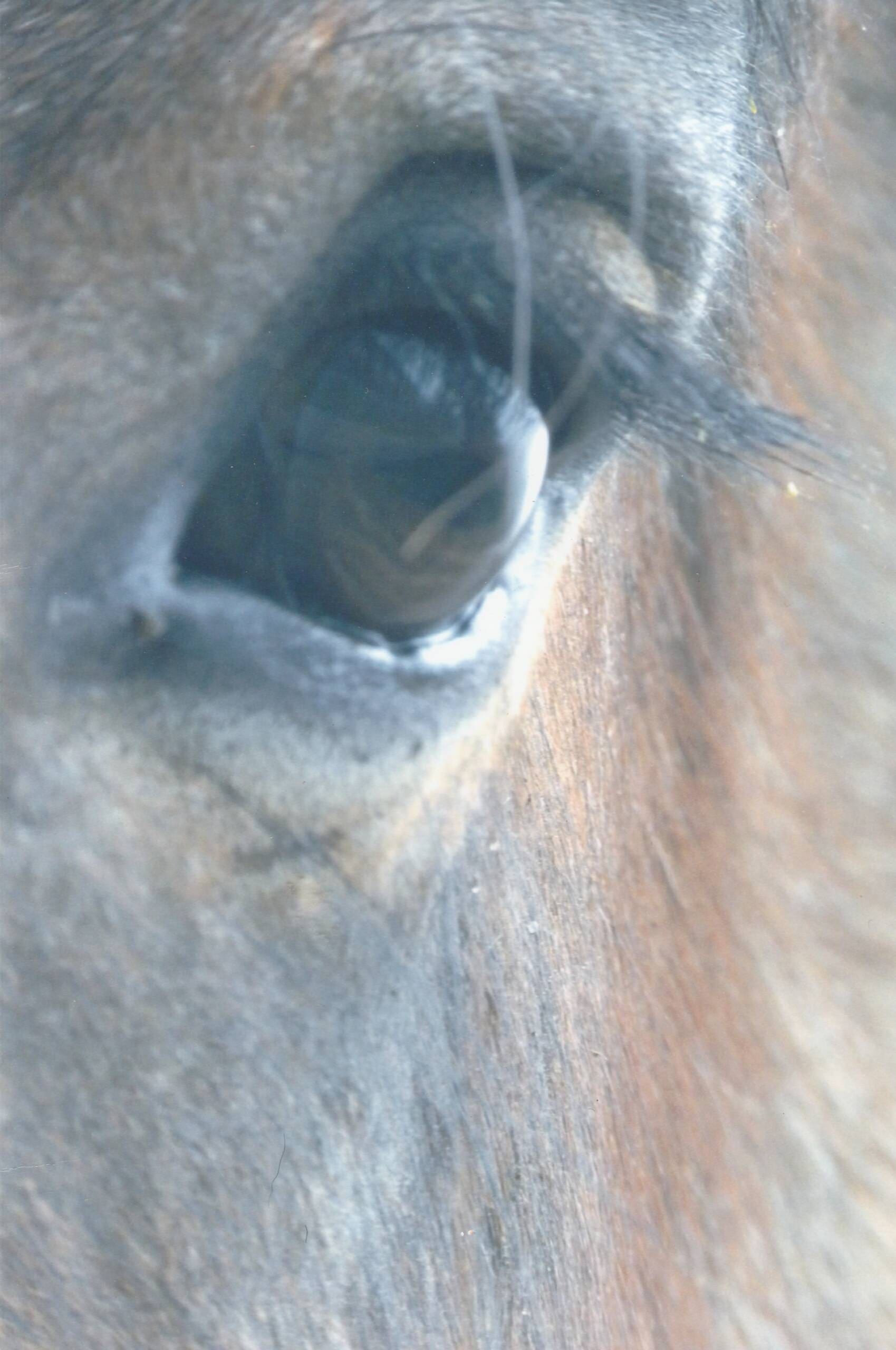 Pour un cheval qui pleure • Editions Maïa